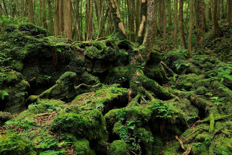 Aokigahara - Forêt près du Mont Fuji, Japon